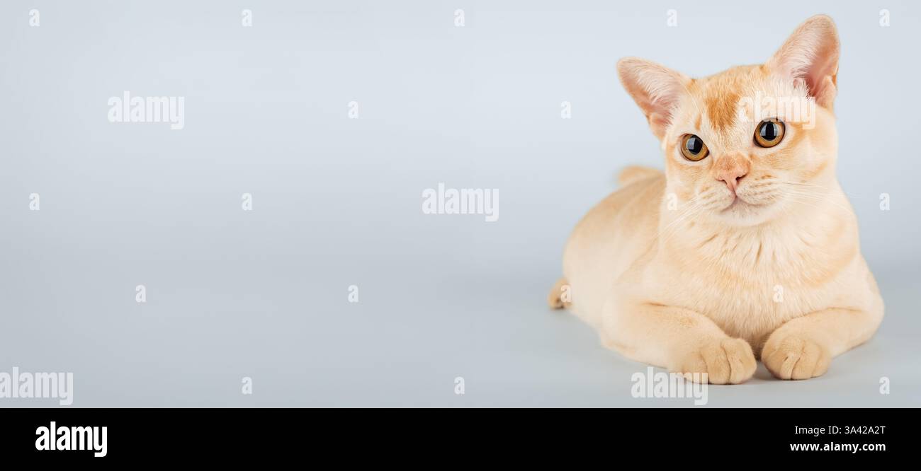 Full-length portrait of cream-colored Burmese cat on blue background in ...