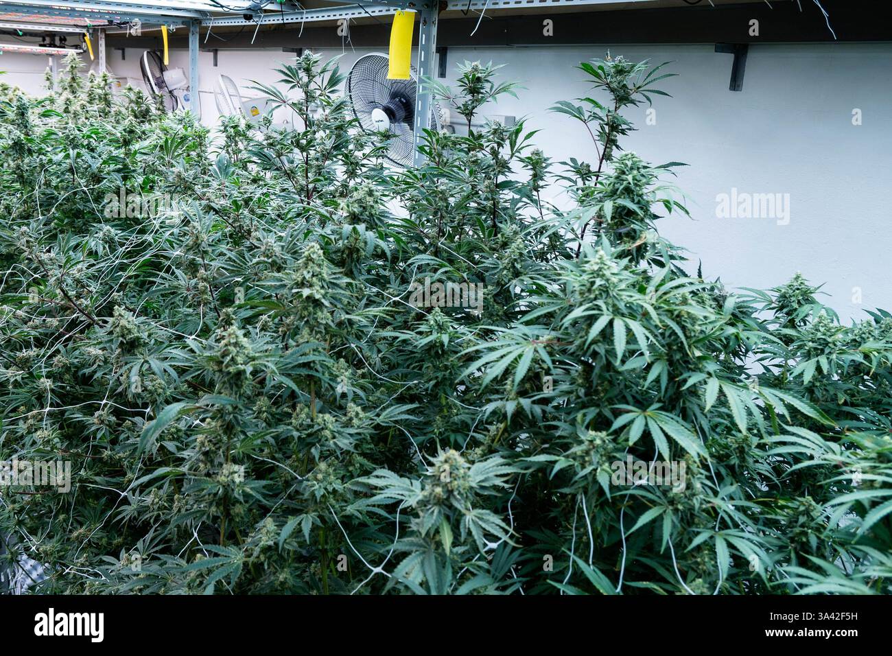 In a marijuana farm, a technician measures and calculates with ...