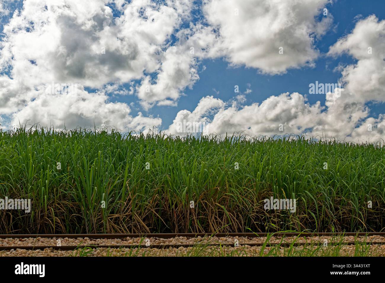 sugar cane field, dense, green, railroad track, stones, fertile, food ...