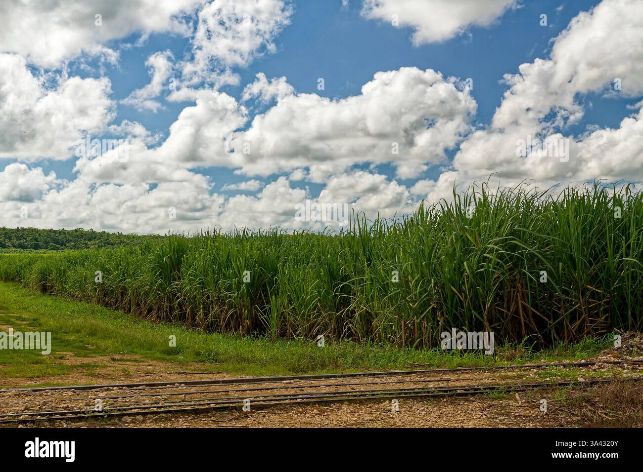 sugar cane field, dense, green, railroad track, stones, fertile, food ...
