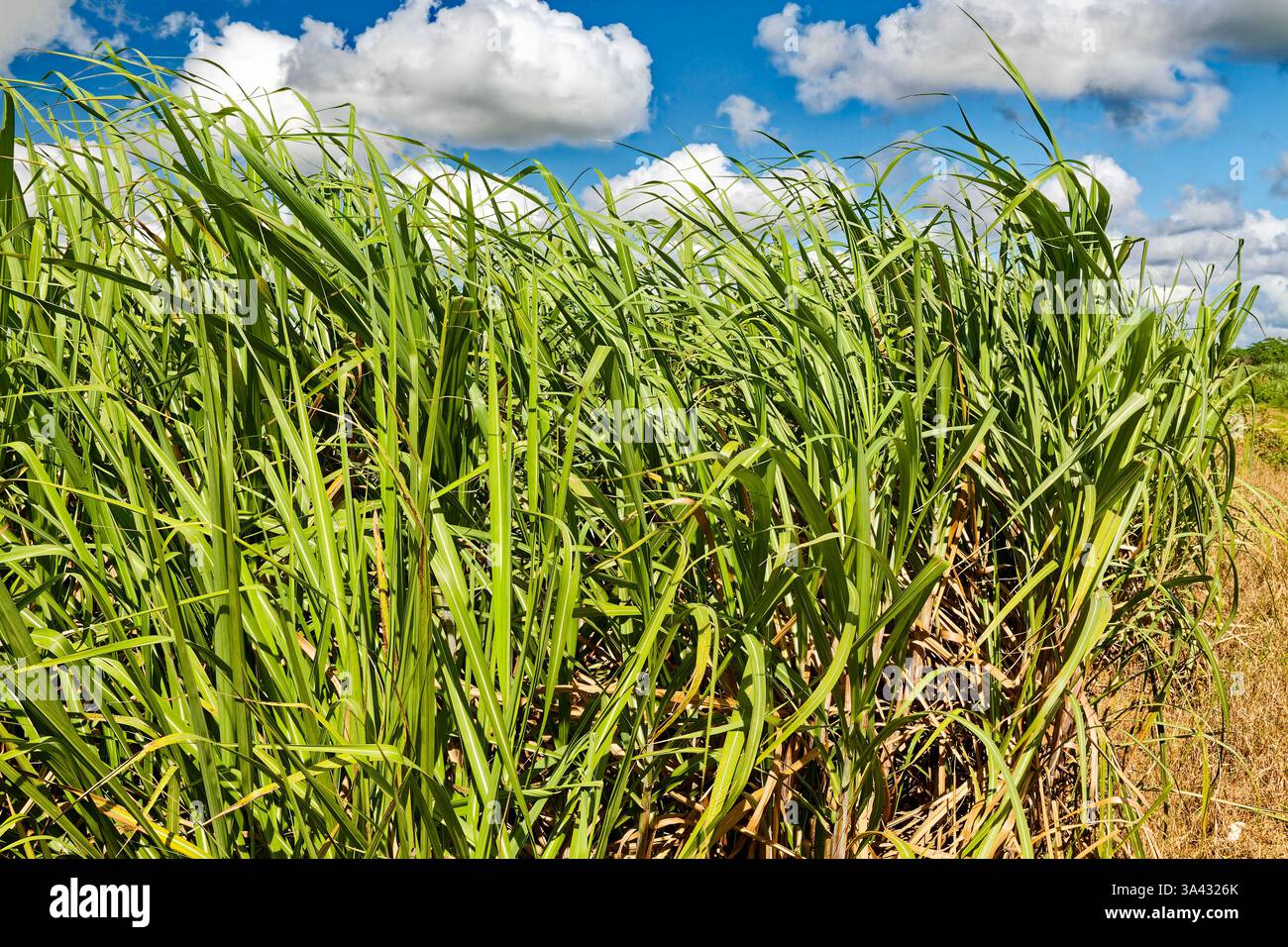 sugar cane field, close-up, dense, green, fertile, food growing, crop ...
