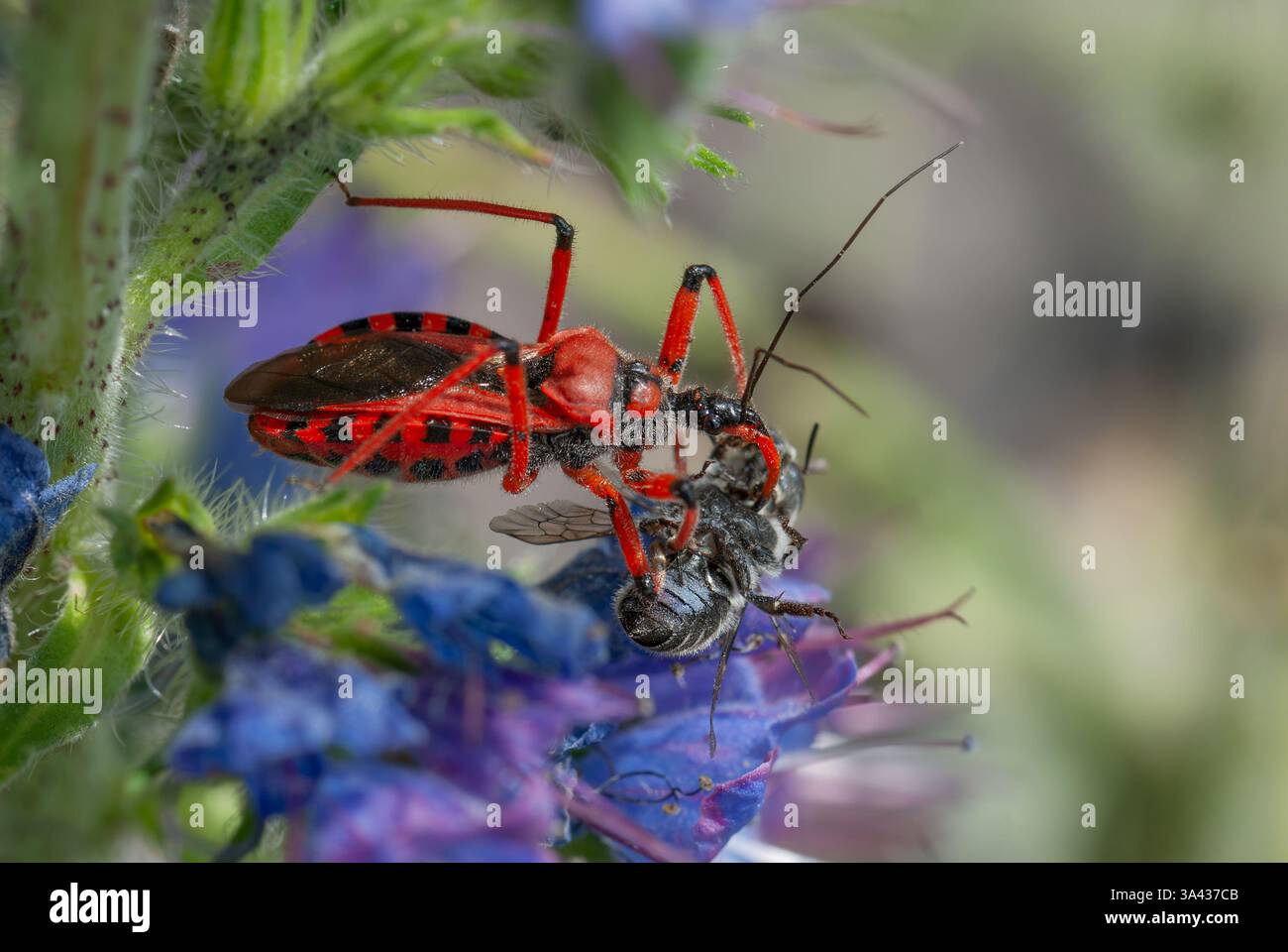 Red assassin bug (Rhynocoris iracundus) sucks out prey insect ...
