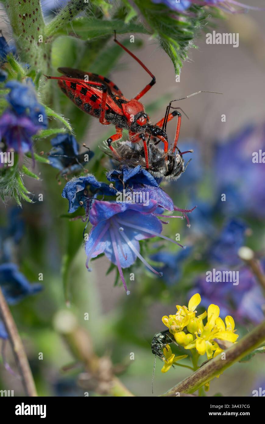 Red assassin bug (Rhynocoris iracundus) sucks out prey insect ...