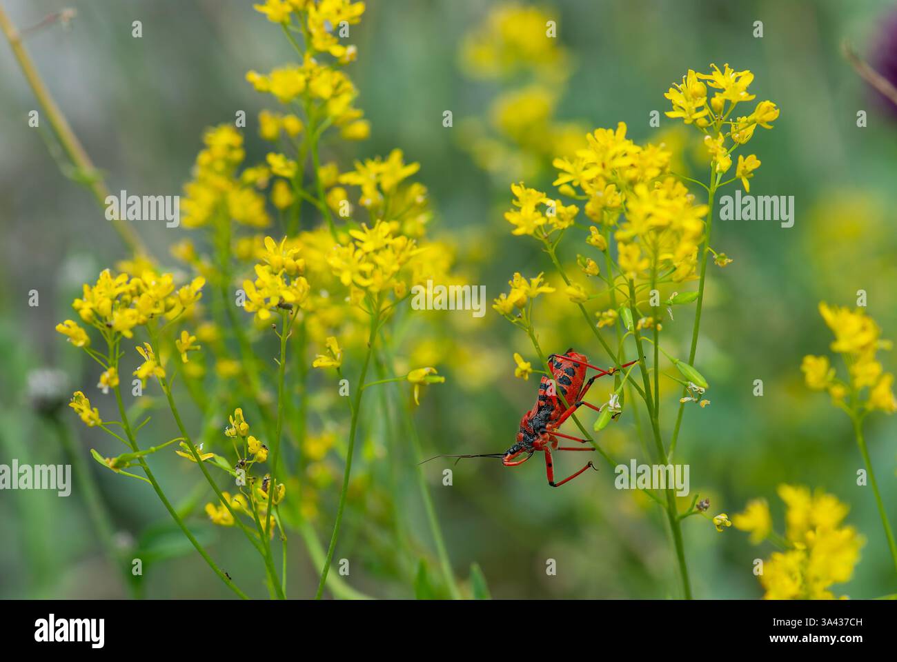 Portrait of a red assassin bug (Rhynocoris iracundus), Portrait of a ...