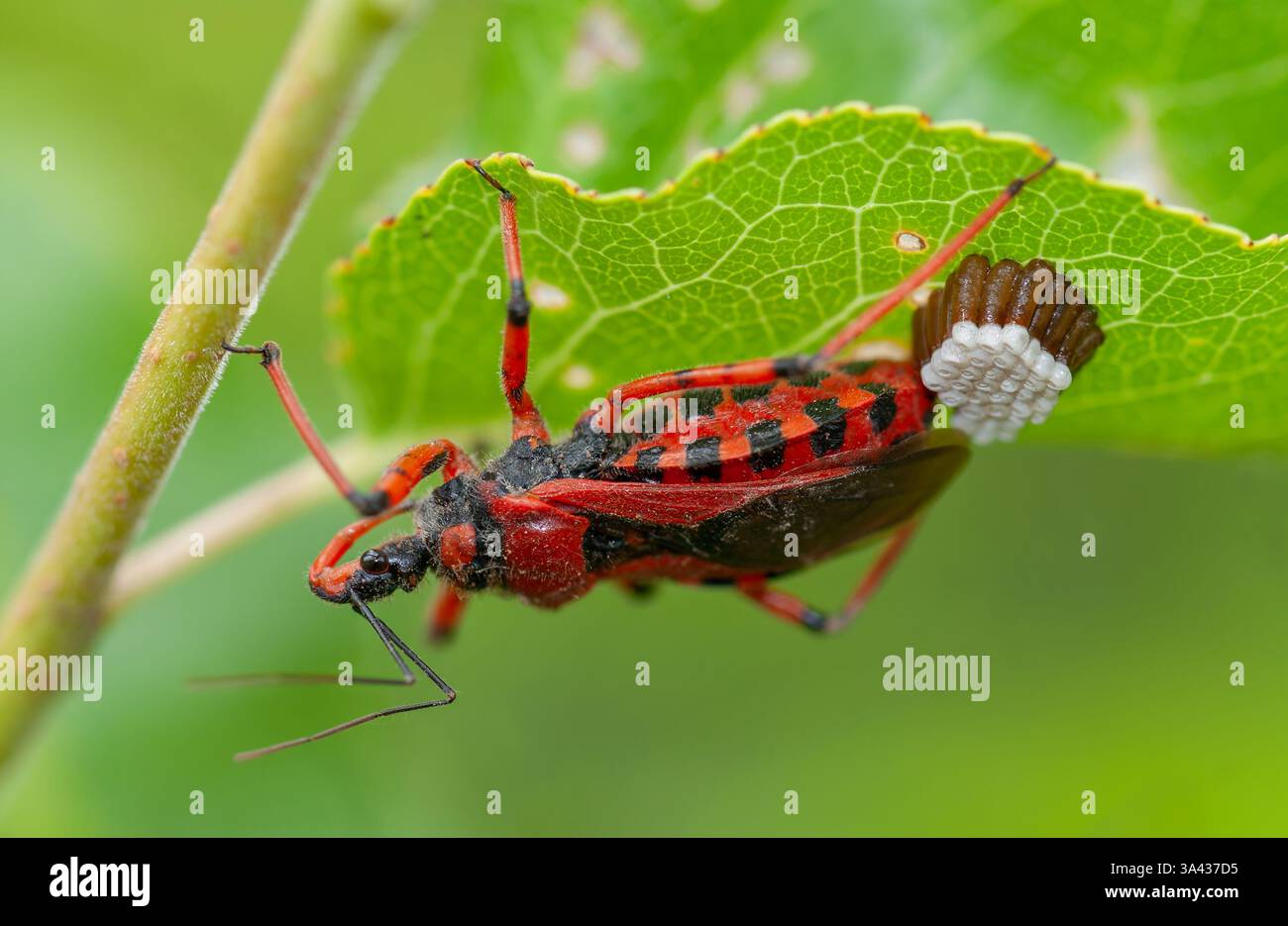 Assassin bug egg hi-res stock photography and images - Alamy