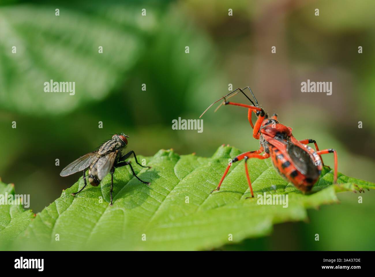 Hunting carnivorous bug, Red assassin bug (Rhynocoris iracundus) on the ...