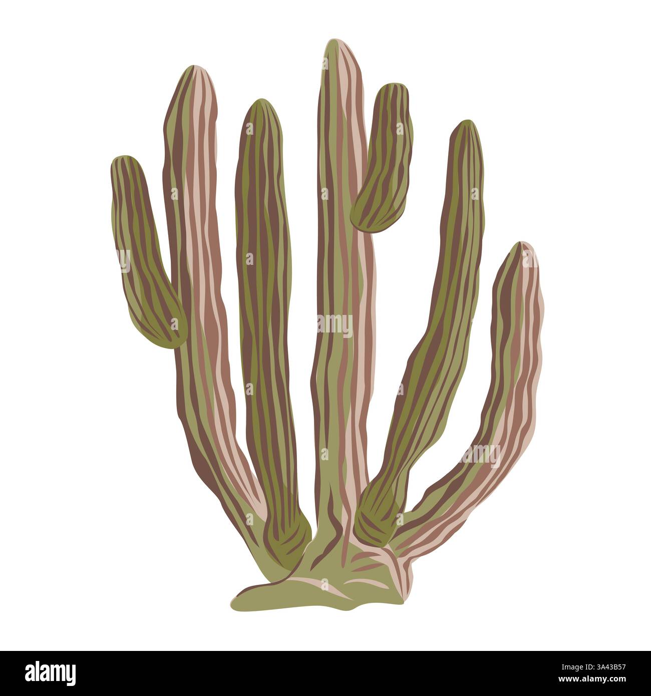Old Mexican giant cardon or Pachycereus pringlei cactus. Vector ...