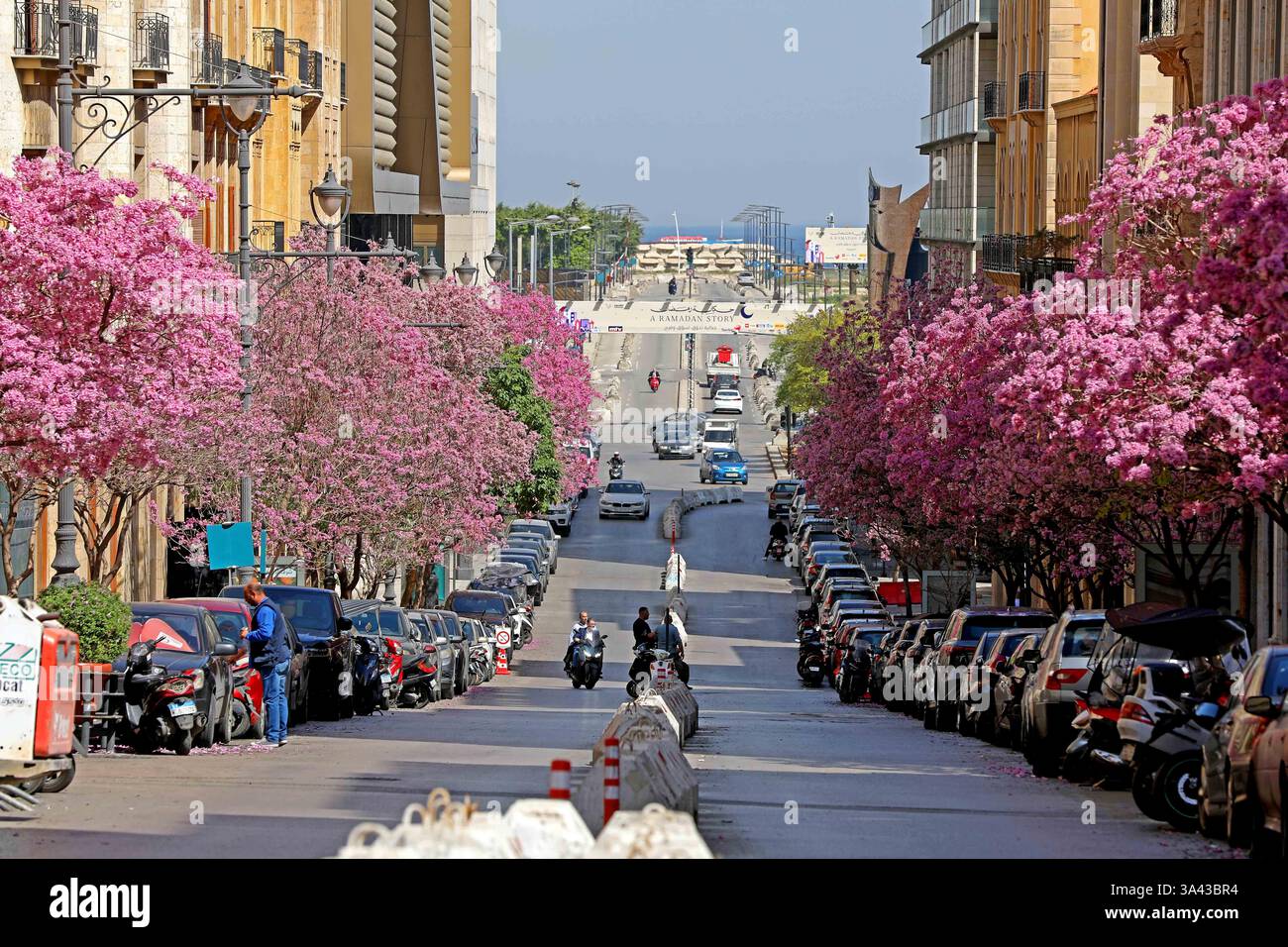 Beirut, Lebanon. 18th Mar, 2025. The trees along the street are in full ...
