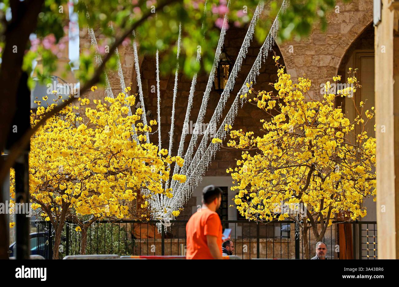 Beirut, Lebanon. 18th Mar, 2025. The trees along the street are in full ...