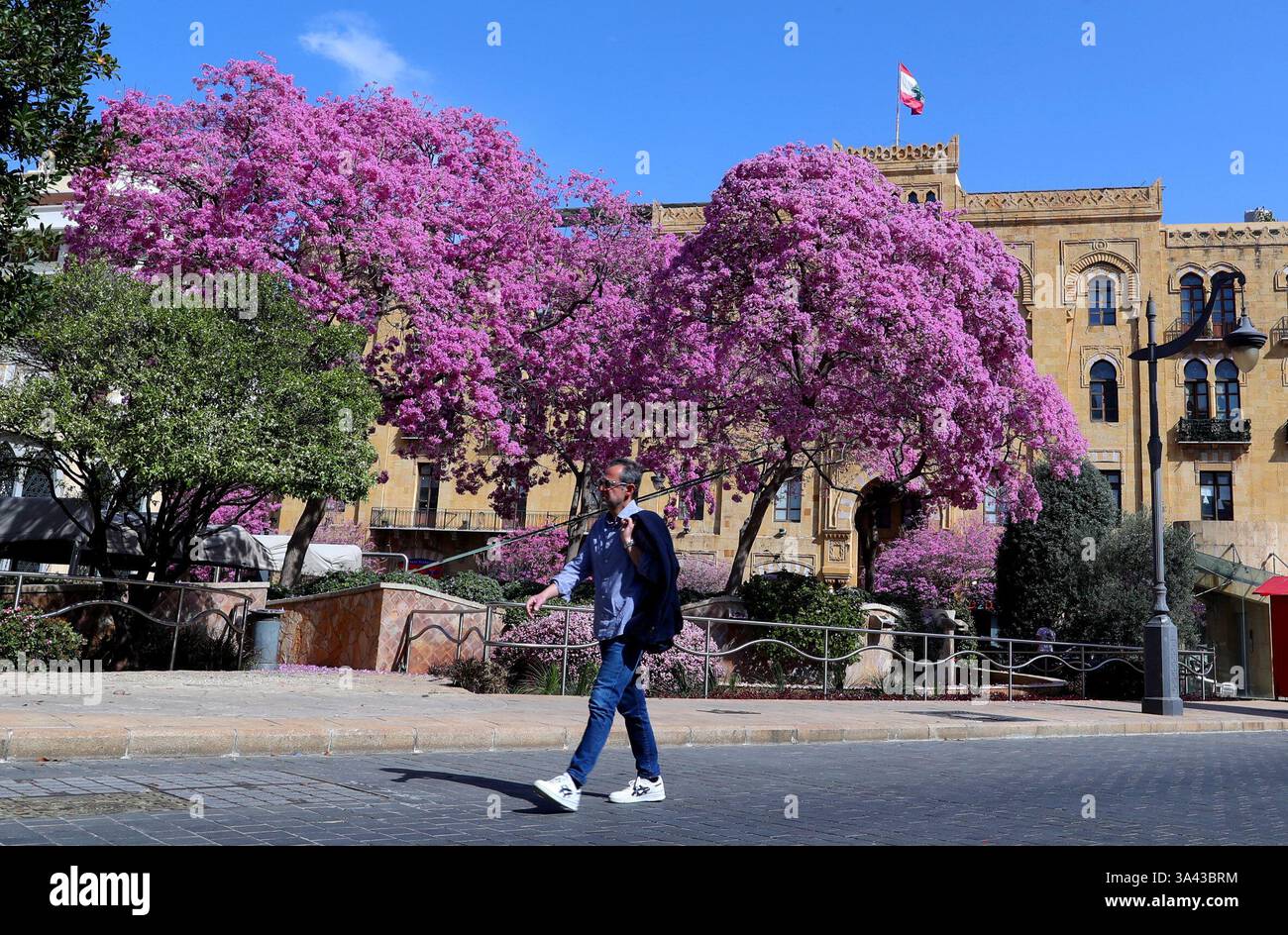 Beirut, Lebanon. 18th Mar, 2025. The trees along the street are in full ...