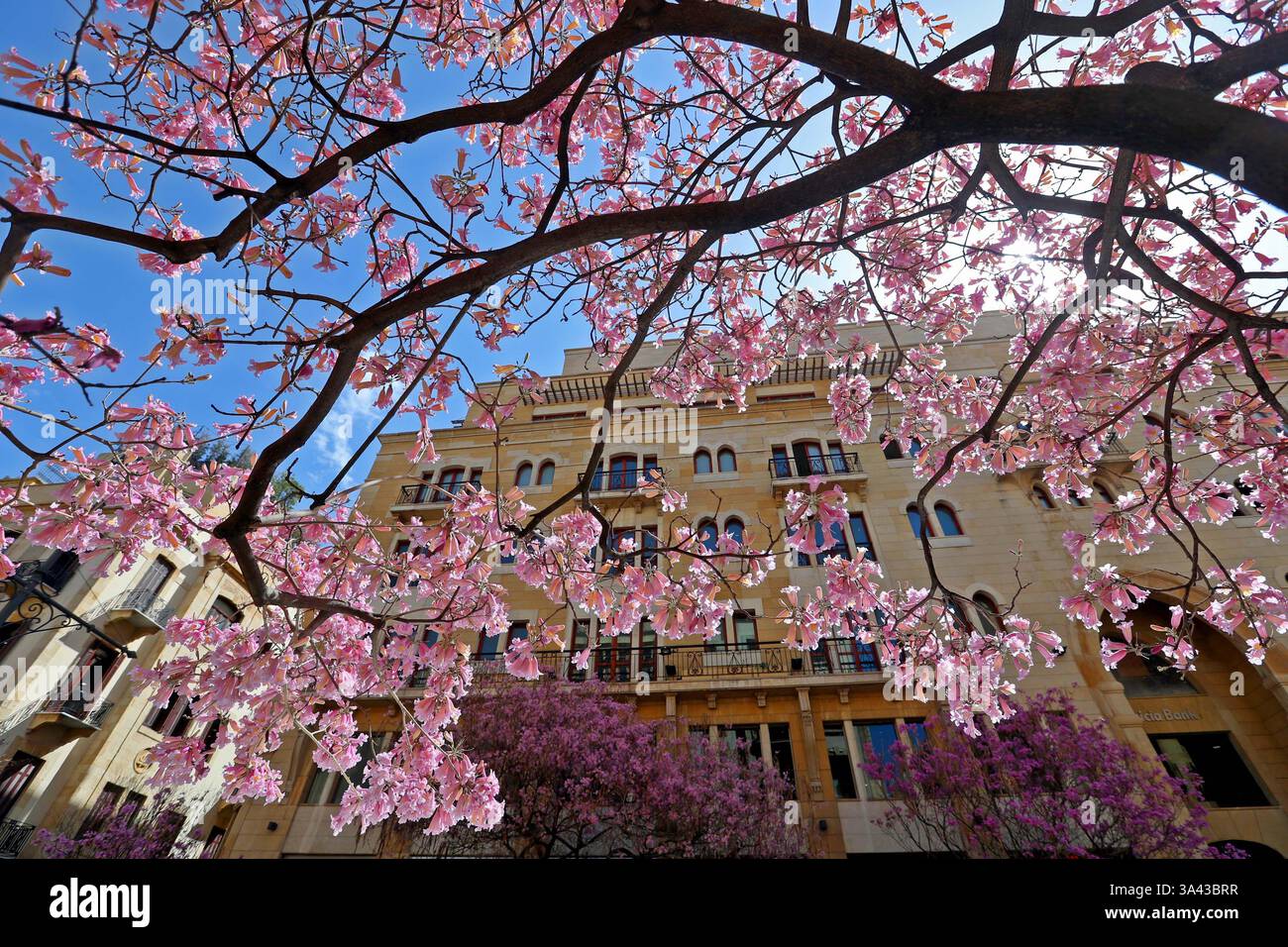 Beirut, Lebanon. 18th Mar, 2025. The trees along the street are in full ...
