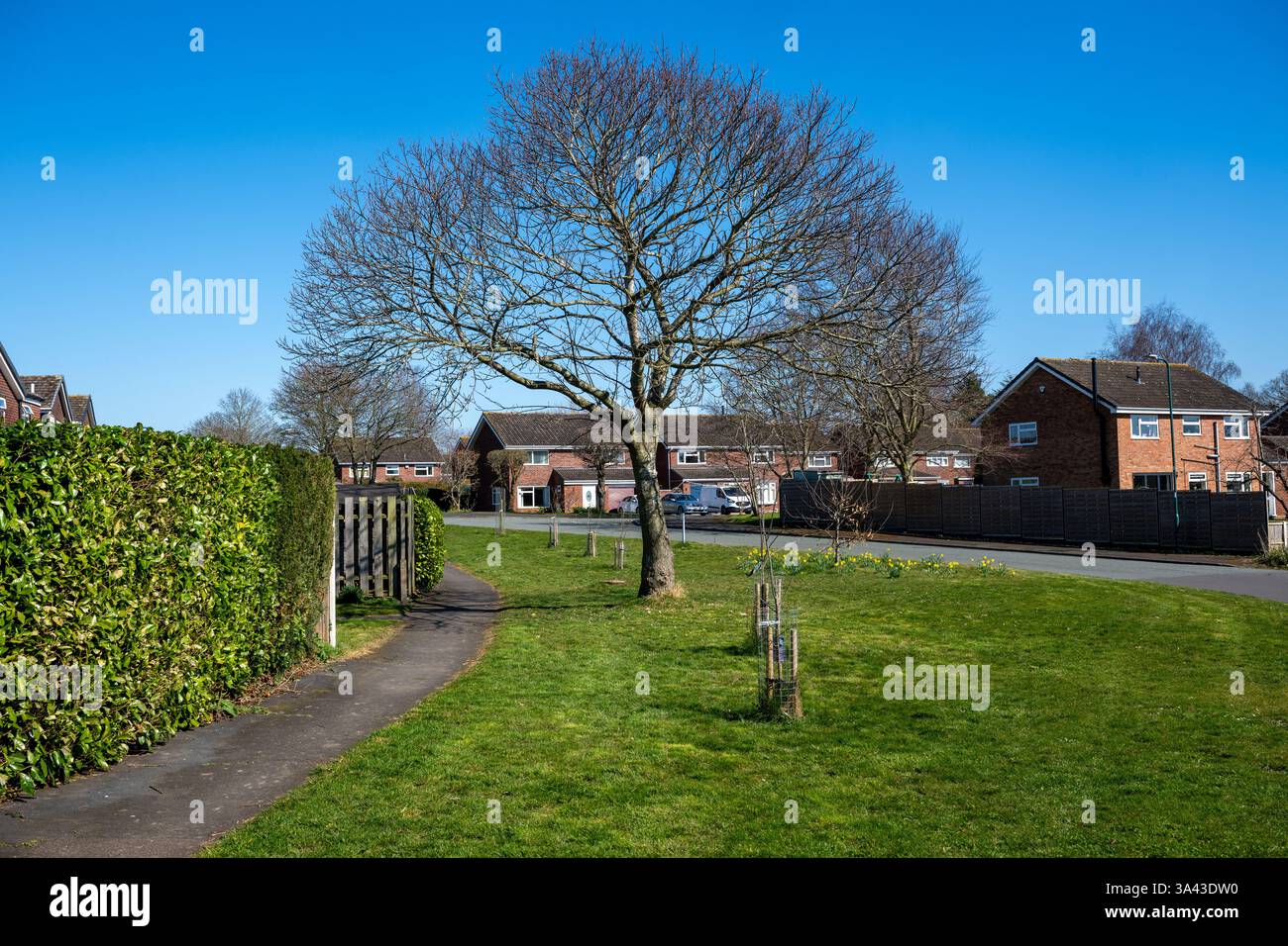 One mature tree and saplings hi-res stock photography and images - Alamy
