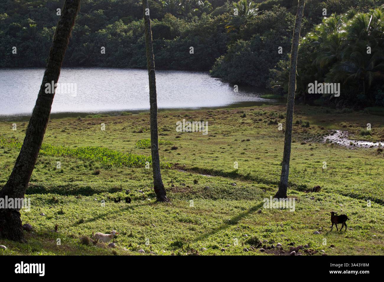 Mauke mitiaro hi-res stock photography and images - Alamy