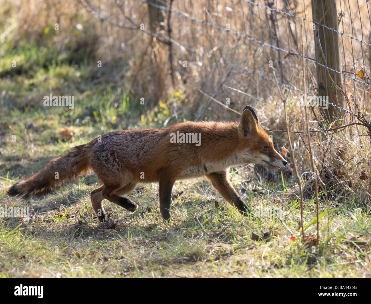 Red Fox Walking on a Path Stock Photo - Alamy