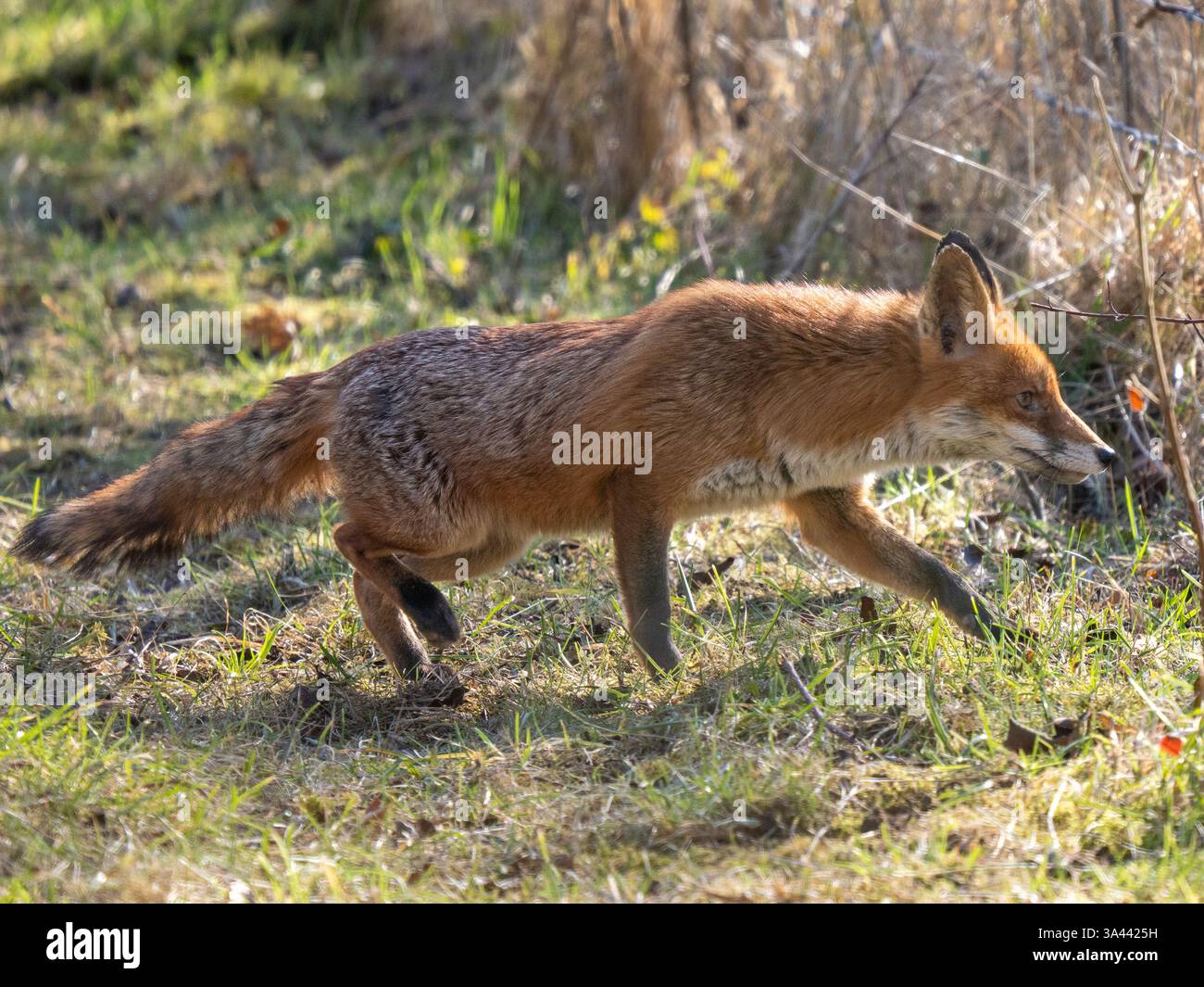 Red Fox Walking on a Path Stock Photo - Alamy