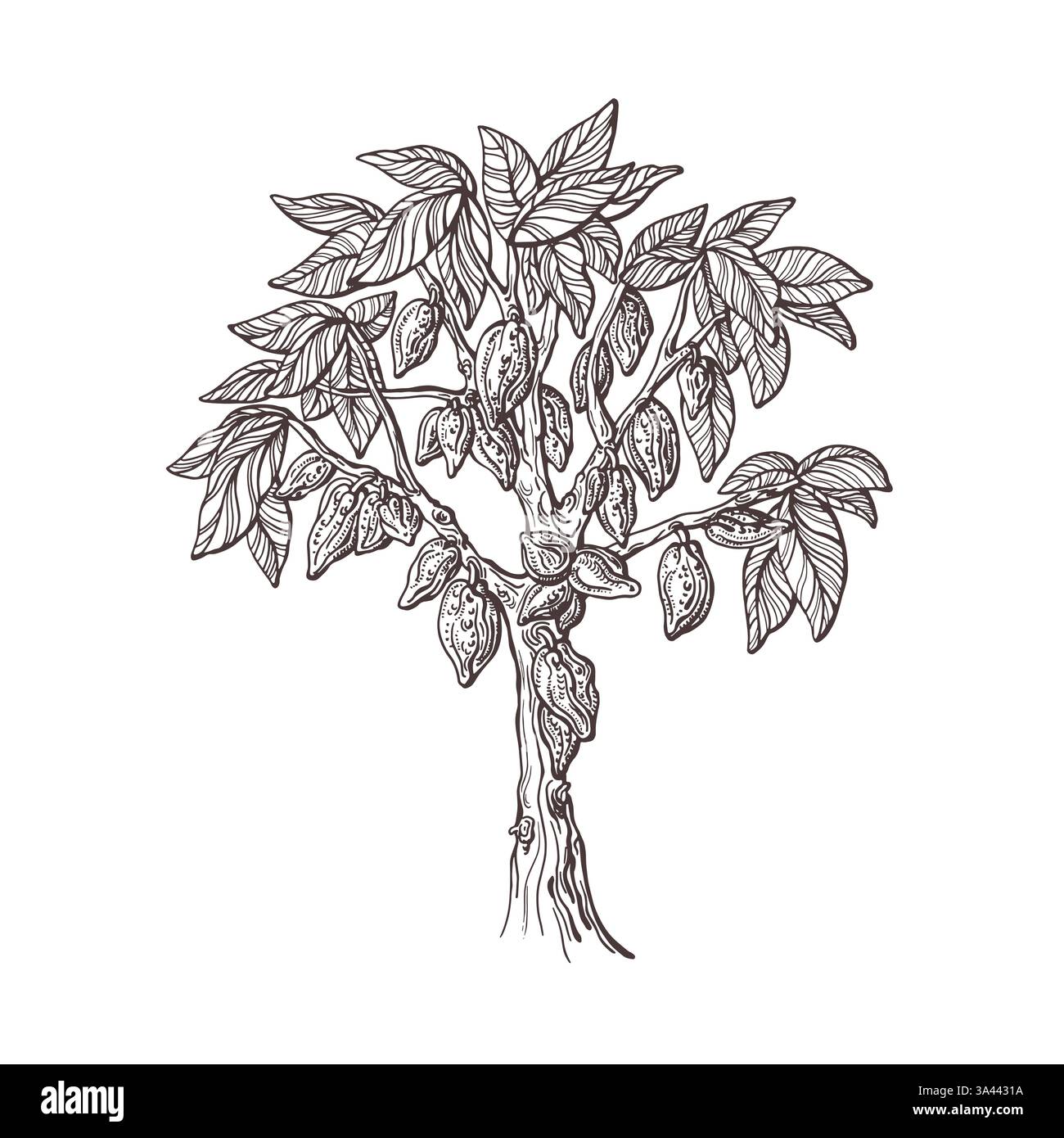 Cocoa tree with fruit, seed planted. Hand drawn sketch. Organic ...
