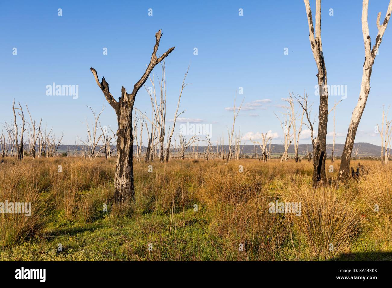The Winton Wetlands in Victoria, Australia is being restored by ...