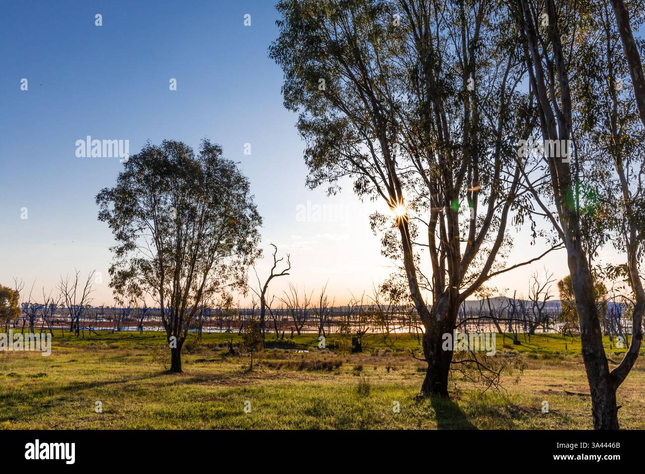 Sunset at Winton Wetlands, a wetland with stump woods that is home to ...