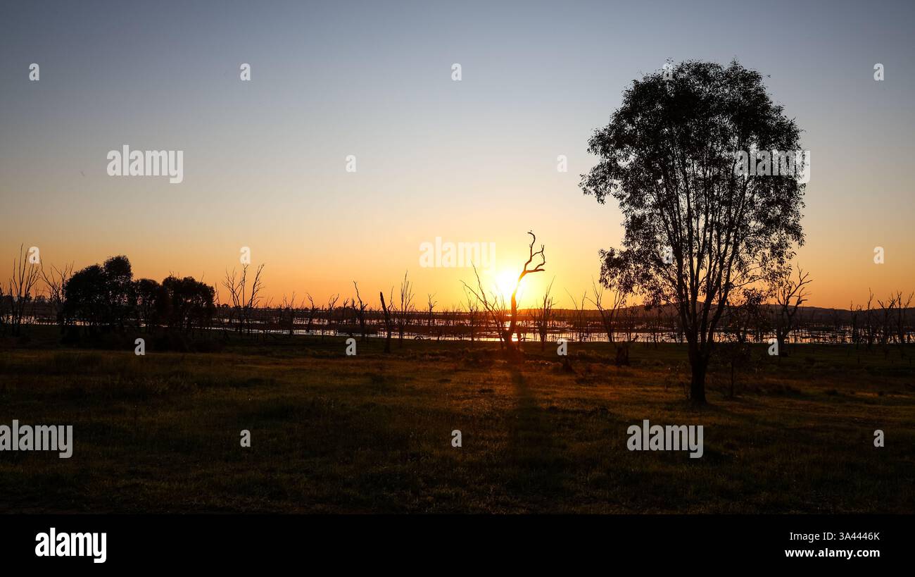 Silhouette sunset at Winton Wetlands, a wetland with stump woods that ...