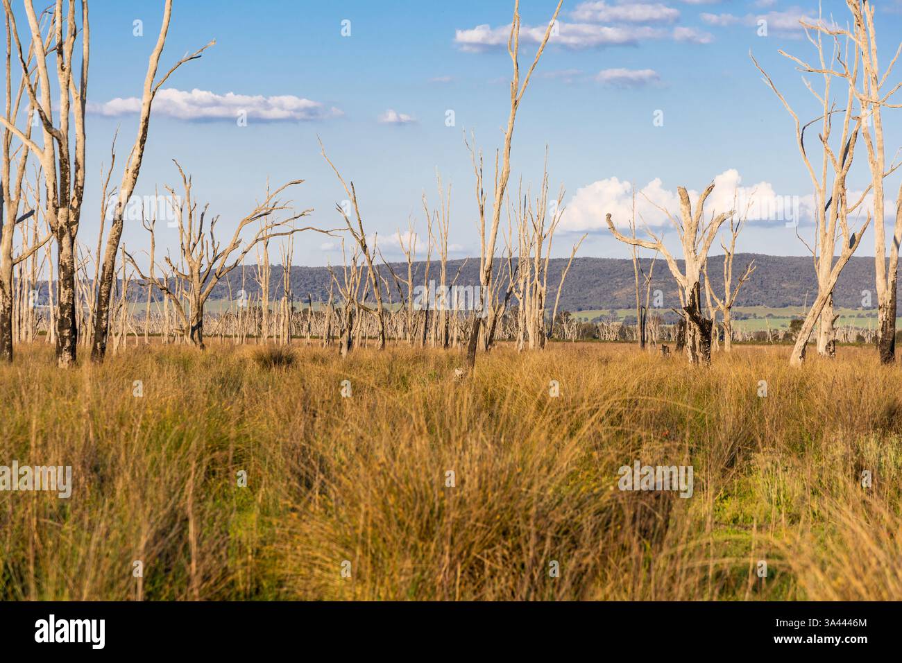 The Winton Wetlands in Victoria, Australia is being restored by ...