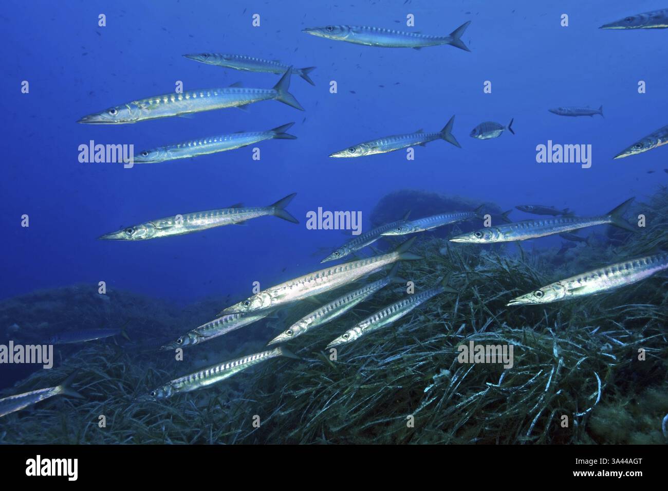 School School of fish Group of European barracuda (Sphyraena sphyraena ...