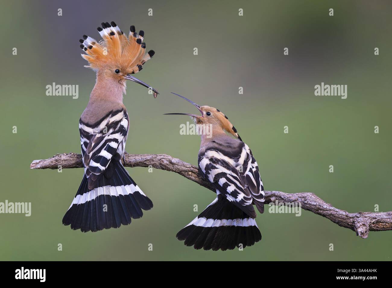 Hoopoe (Upupa epops) Bird of the Year 2022, feeding, courtship feeding ...