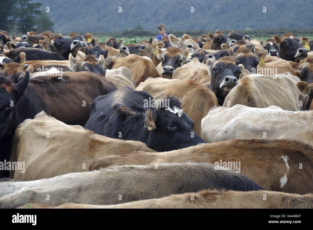 Musterer brings Jersey cows in from pasture to the milking shed, West ...