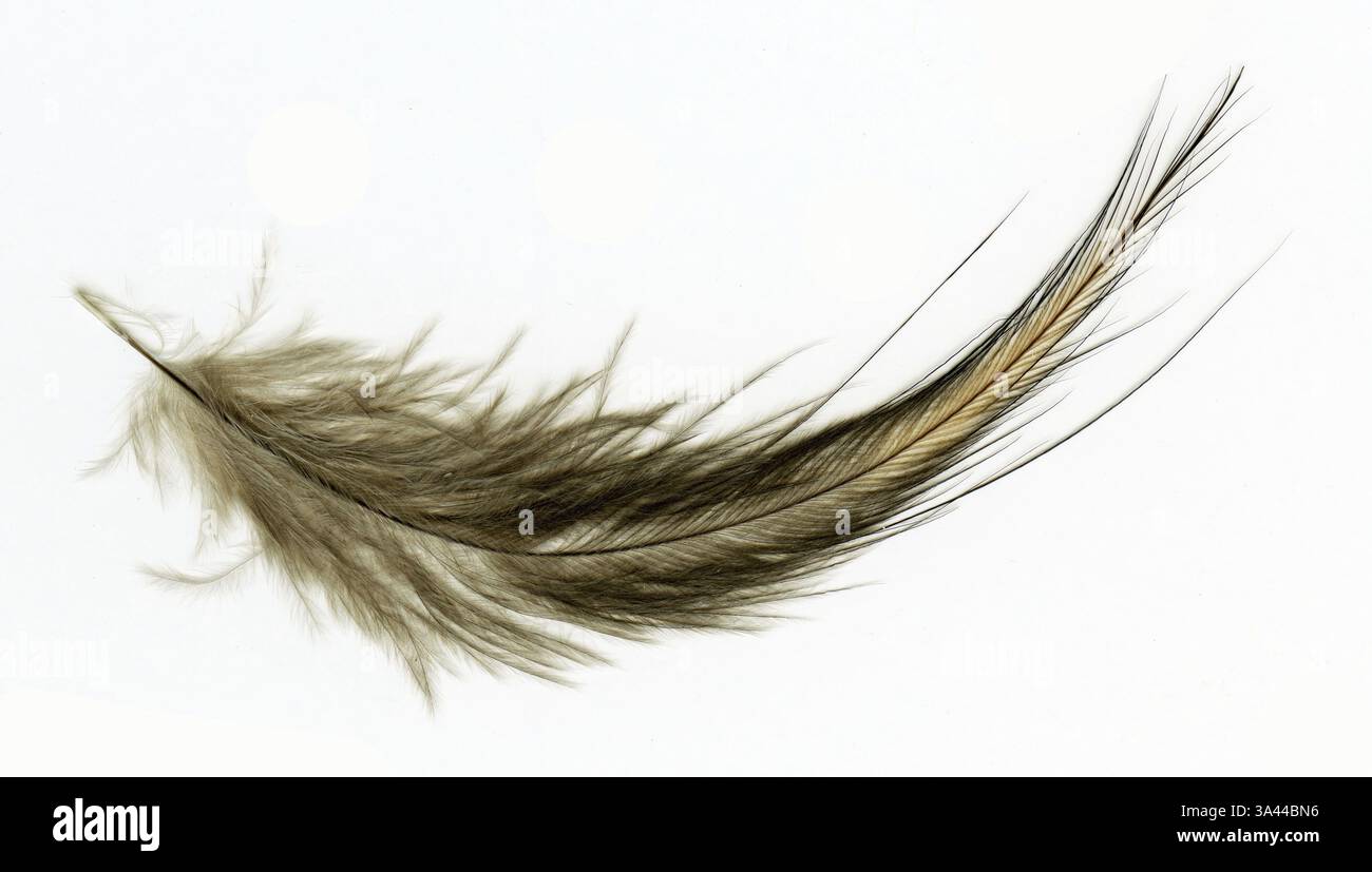 A feather of the North Island brown kiwi, Apteryx mantelli, on white ...