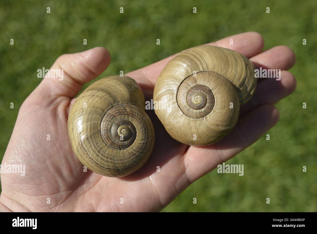 Eats vegetation and worms hi-res stock photography and images - Alamy