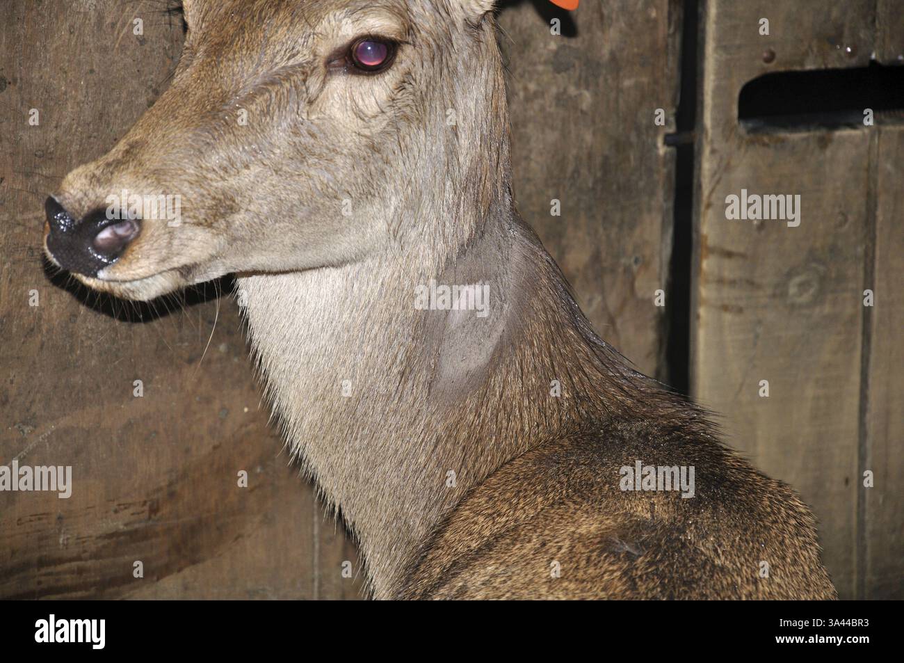 Red deer hind with lump on shaved part of neck as a reaction to ...
