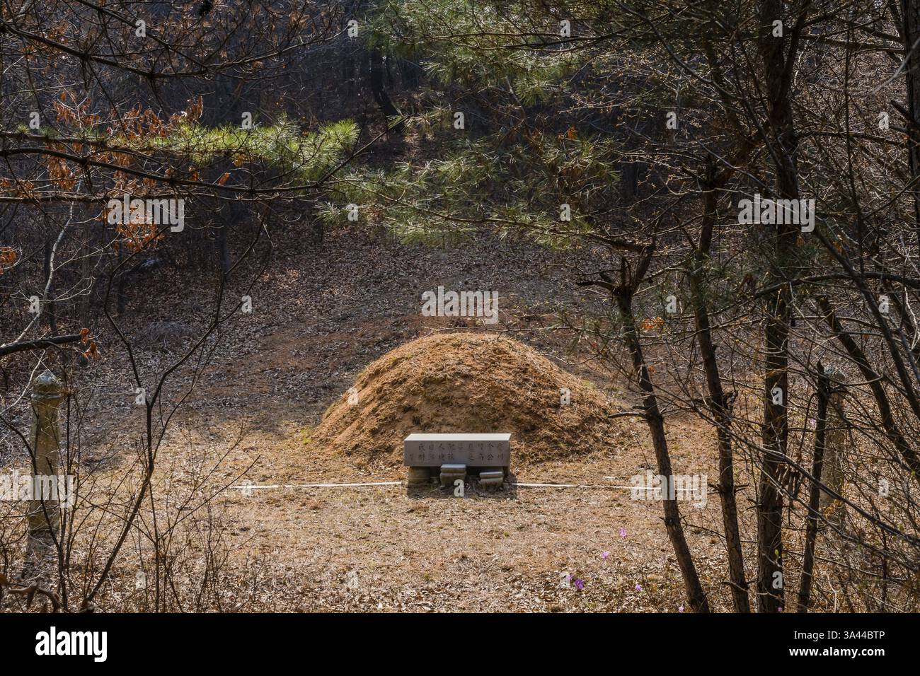 Daejeon, South Korea, April 05, 2019: Space between trees in forest ...
