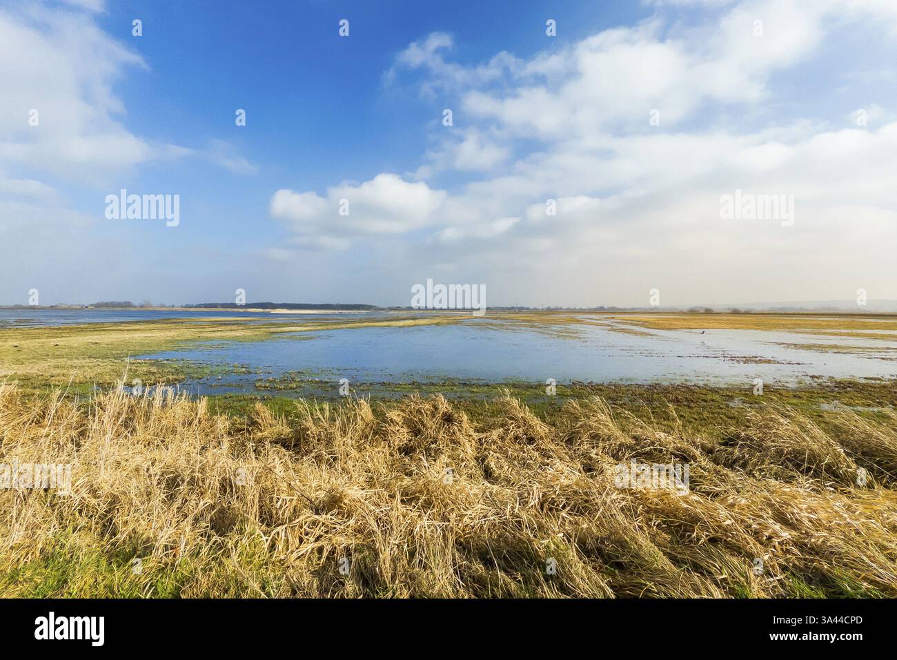 Landscape in the wetland at the Duemmer, Wetter, Stemshorn, Lower ...