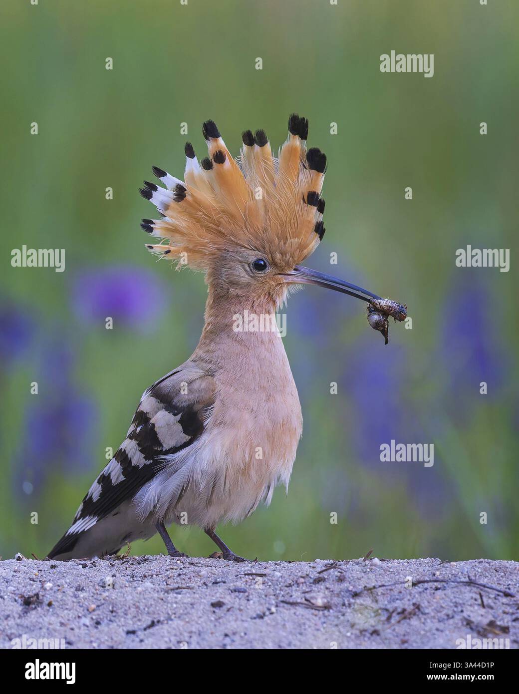 Hoopoe (Upupa epops) Bird of the Year 2022, feeding, courtship feeding ...
