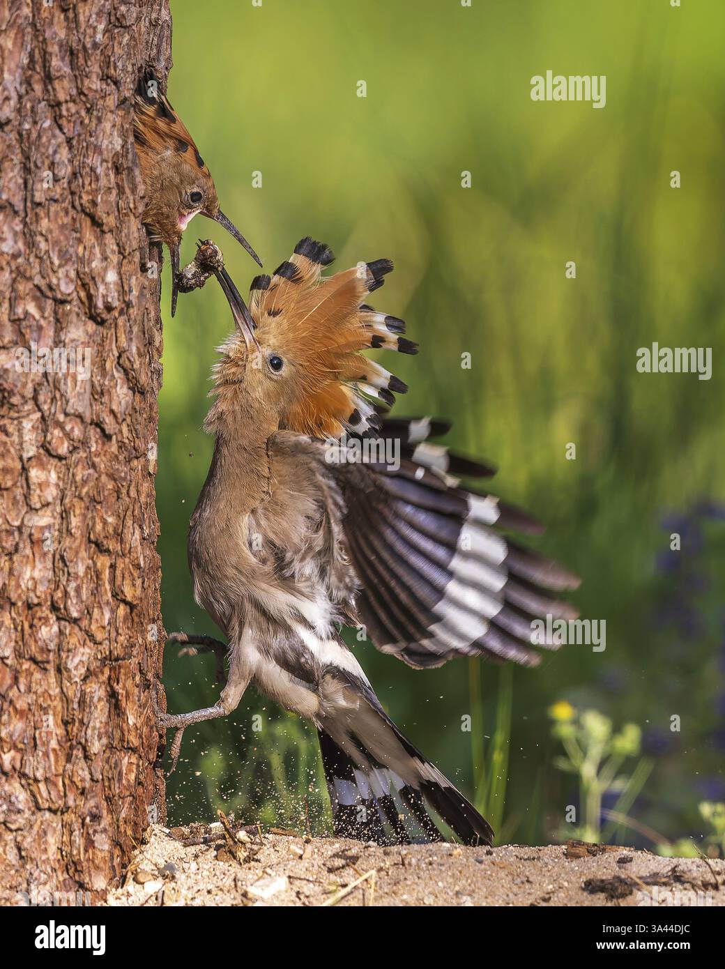 Hoopoe (Upupa epops) Bird of the Year 2022, male with caterpillar as ...