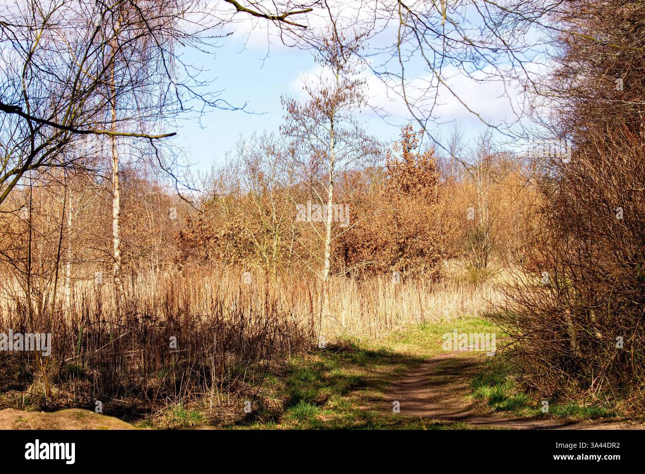 Dundee, Tayside, Scotland, UK. 18th Mar, 2025. UK Weather: Spring ...