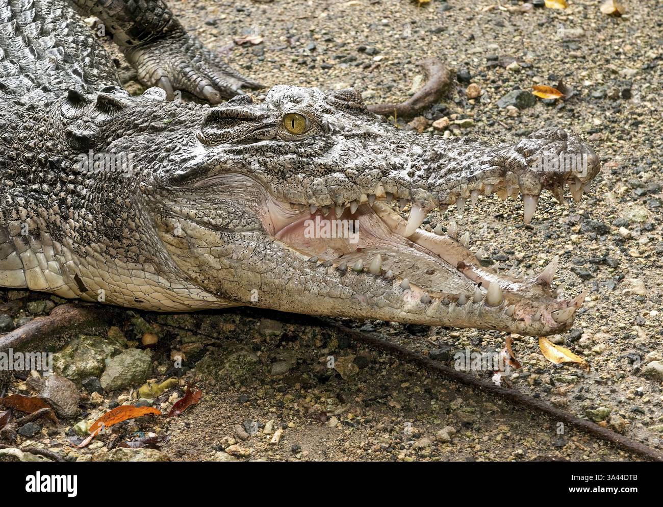 Close-up of the head of a saltwater crocodile (Crocodylus porosus ...