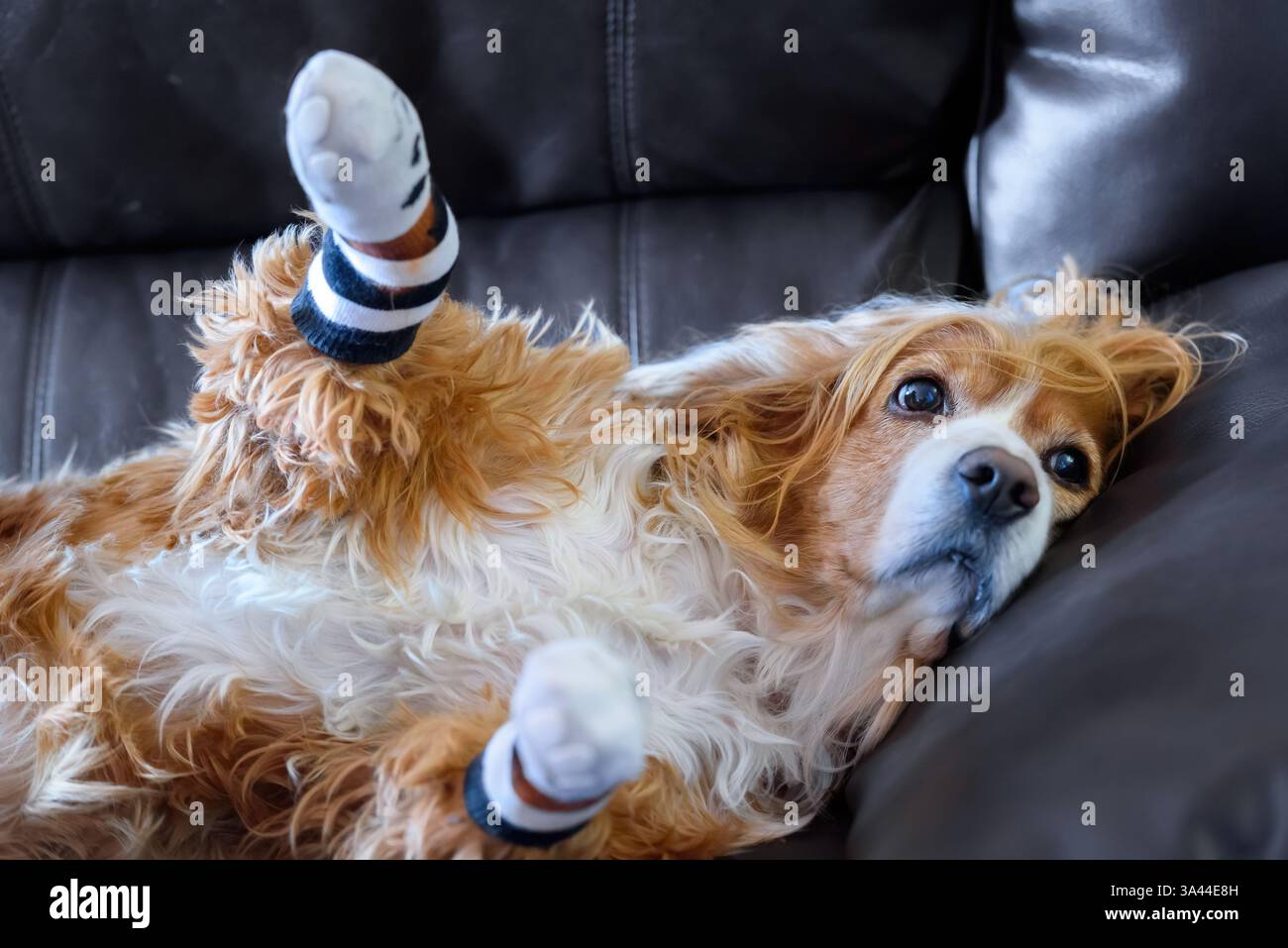A cute pet dog wearing socks on its legs, getting ready to wear Winter ...
