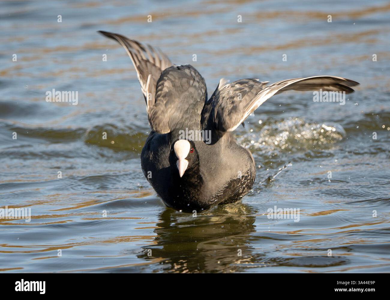 Frontal shiled hi-res stock photography and images - Alamy