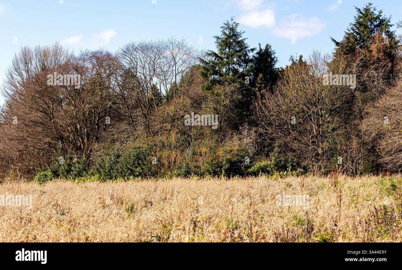 Dundee, Tayside, Scotland, UK. 18th Mar, 2025. UK Weather: Spring ...