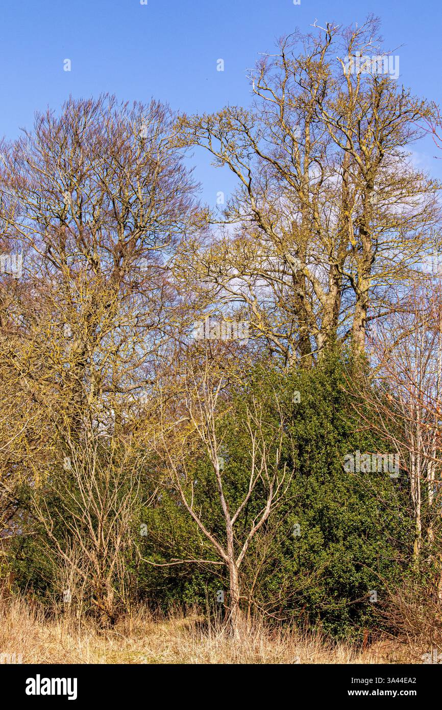 Dundee, Tayside, Scotland, UK. 18th Mar, 2025. UK Weather: Spring ...
