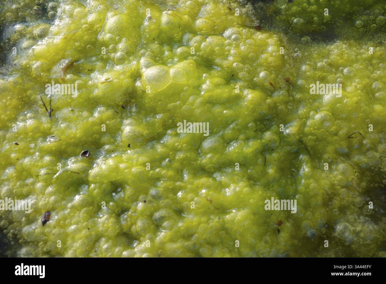 Algae bubbles in pond, pond, lake, algae, green algae, body of water ...
