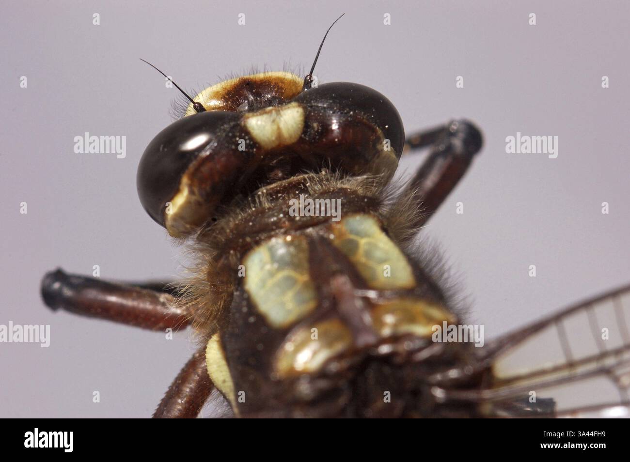 Giant Dragonfly, the Devil's Darning Needle, Uropetala carovei, on ...