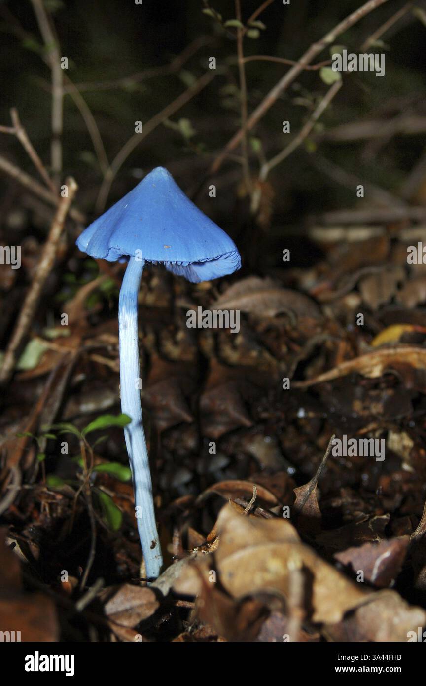 Blue toadstool, Entoloma hochstetteri, in a West Coast rainforest Stock ...