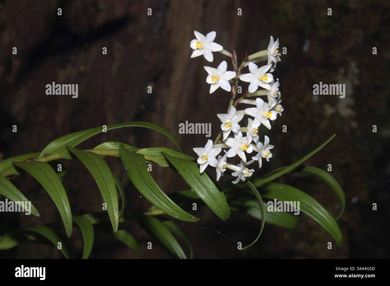 Native orchid, Earina autumnalis, New Zealand, Oceania Stock Photo - Alamy