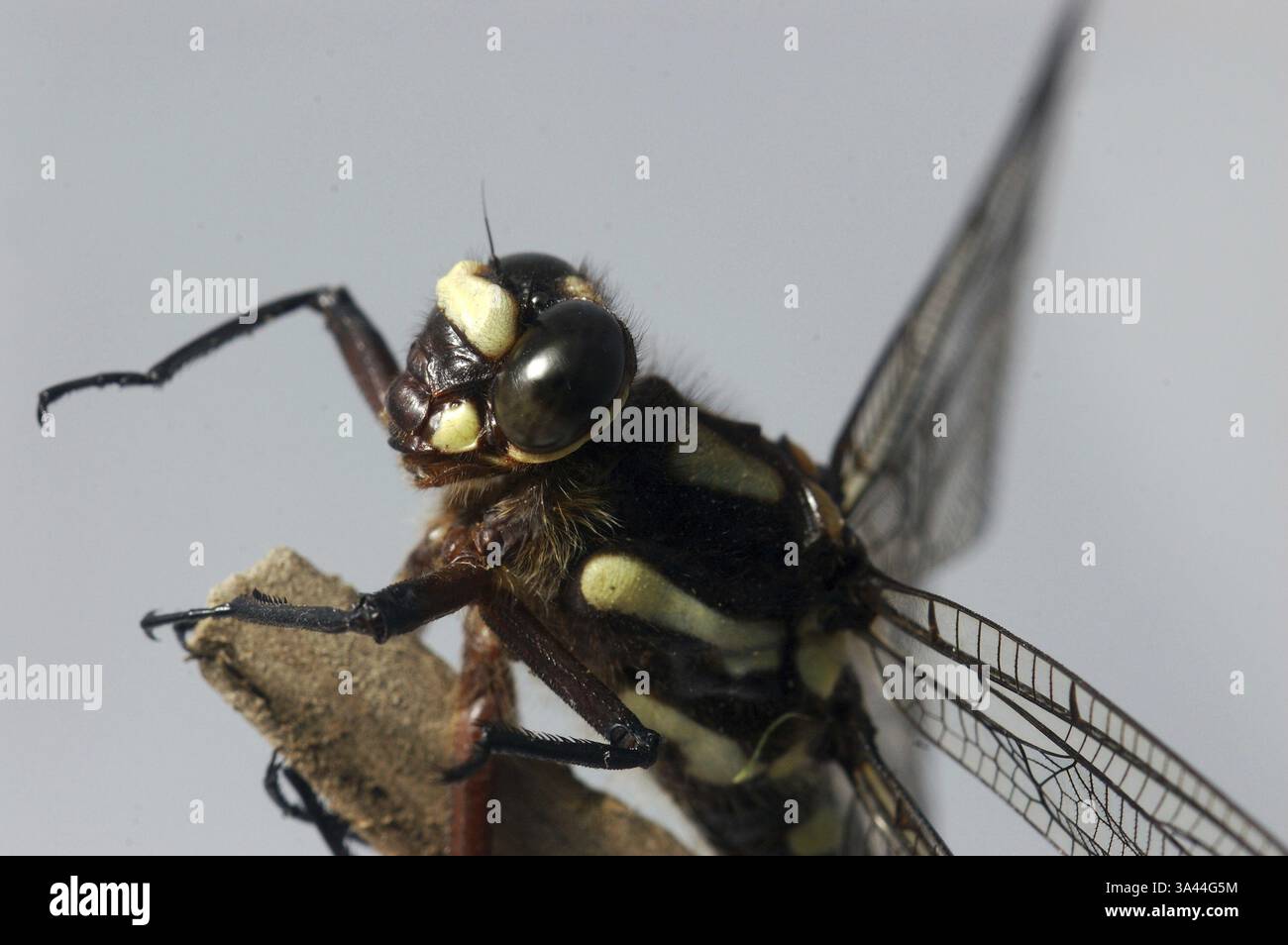 Giant Dragonfly, the Devil's Darning Needle, Uropetala carovei, on ...