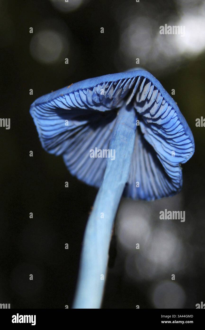 Underside of blue toadstool, Entoloma hochstetteri, in a West Coast ...