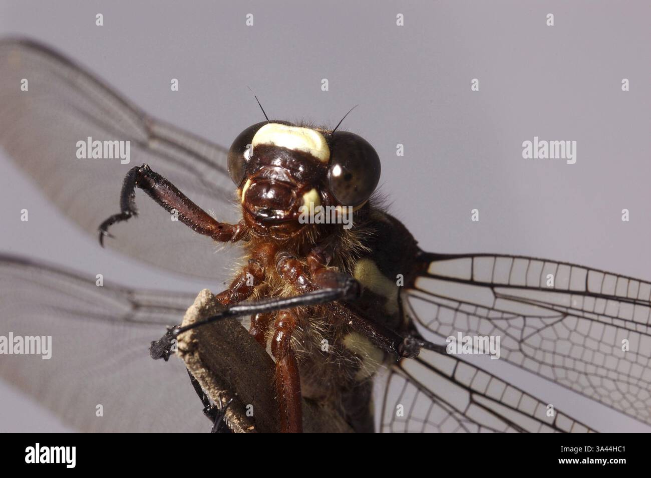 Giant Dragonfly, the Devil's Darning Needle, Uropetala carovei, on ...