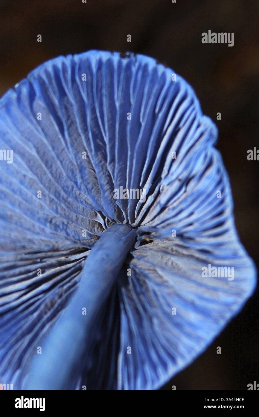 Underside of blue toadstool, Entoloma hochstetteri, West Coast, South ...