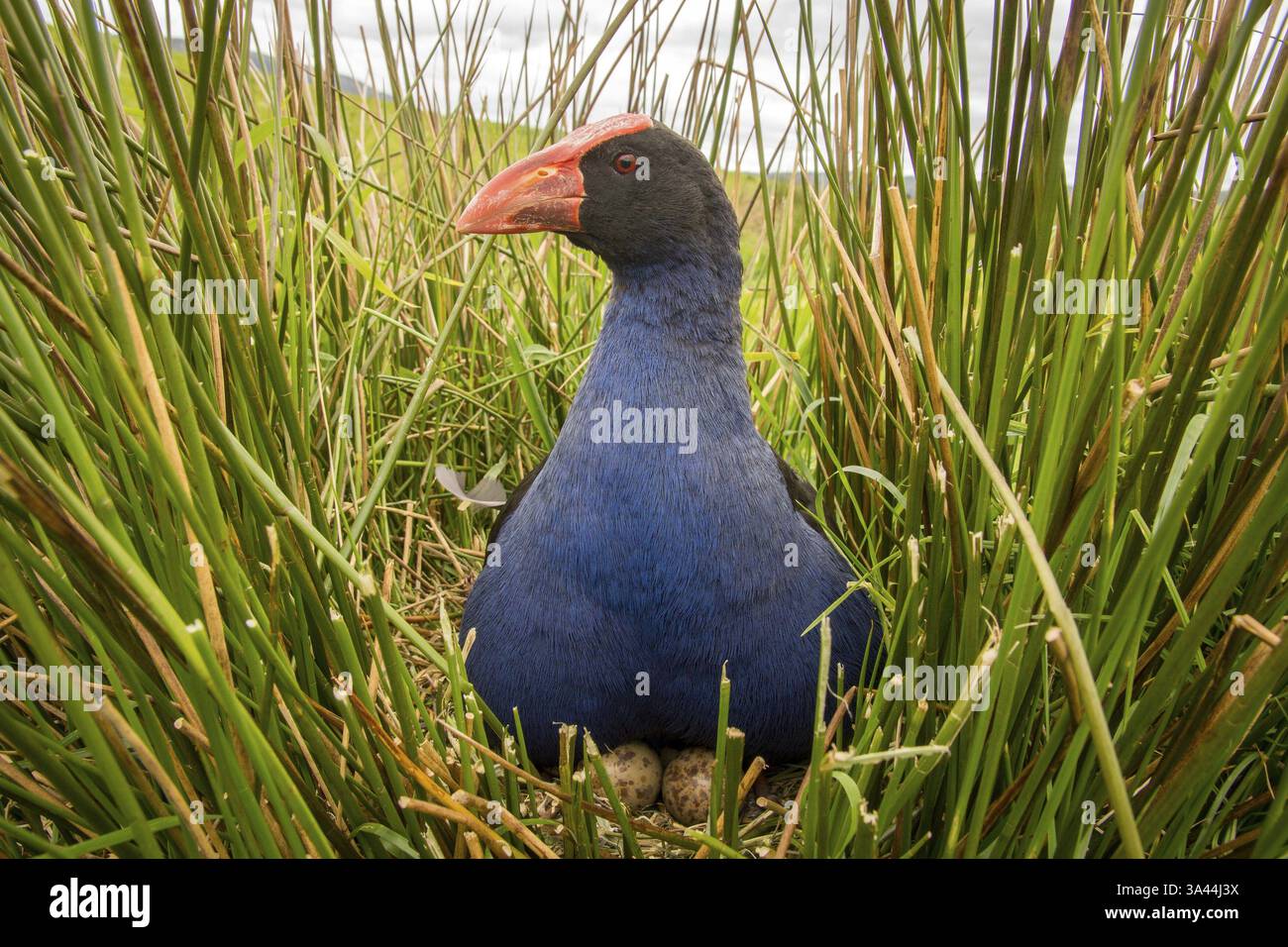 Female pukeko, Porphyrio porphyrio, on her nest in the West Coast ...