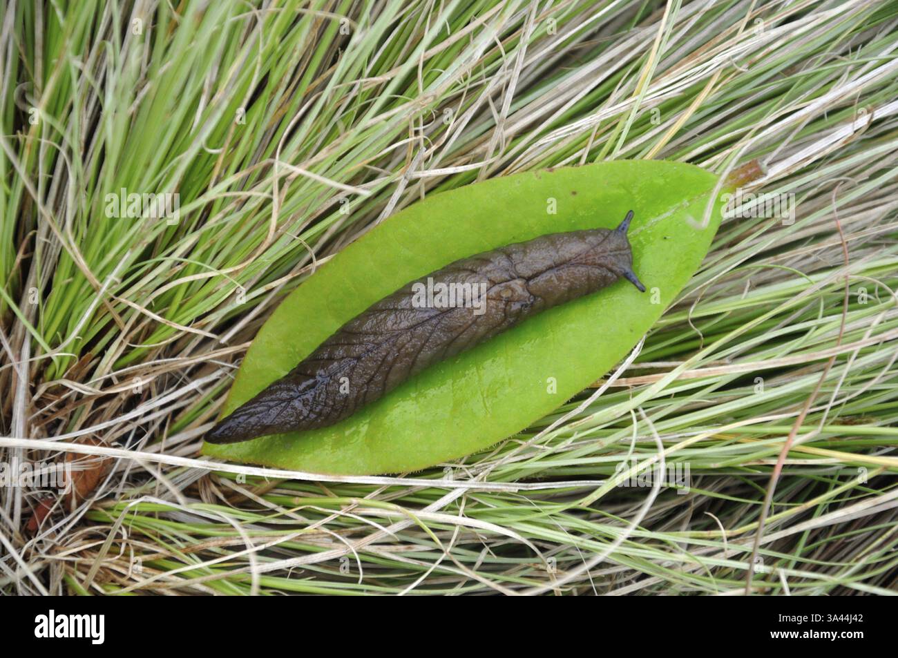 A leaf vein slug from the West Coast Stock Photo - Alamy